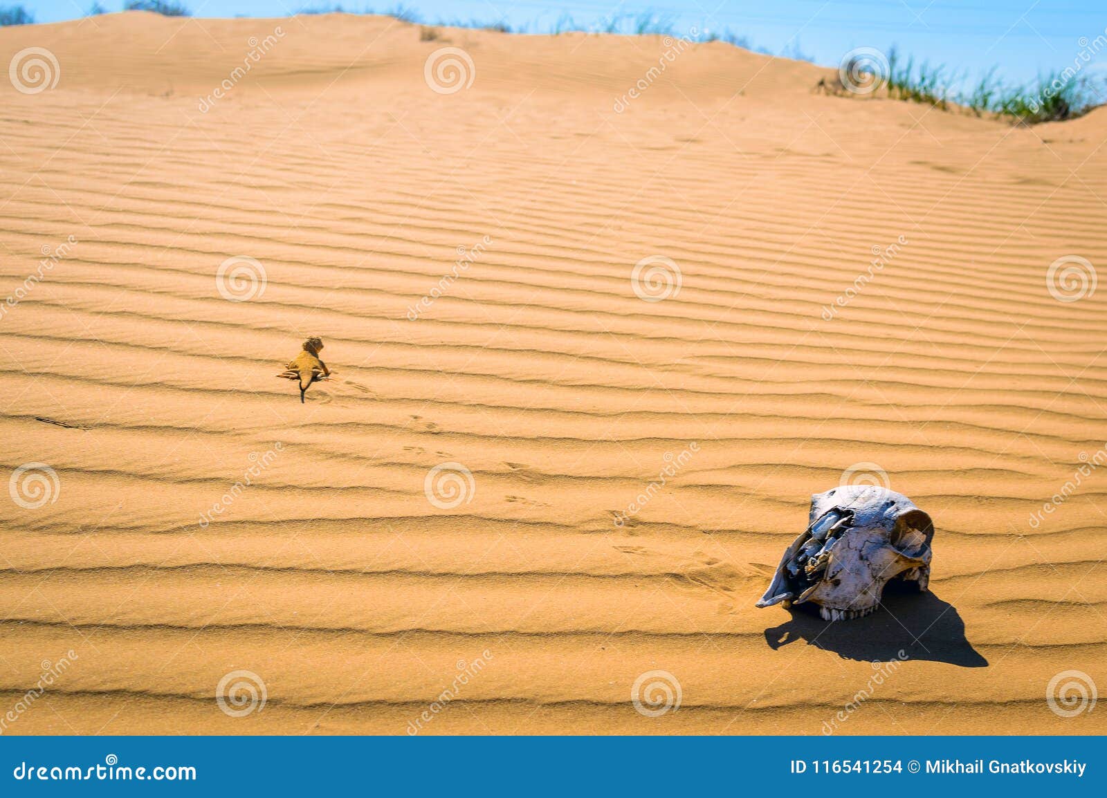 Spotted Toad-headed Agama and Animal Skull in Sand Desert Stock Photo ...