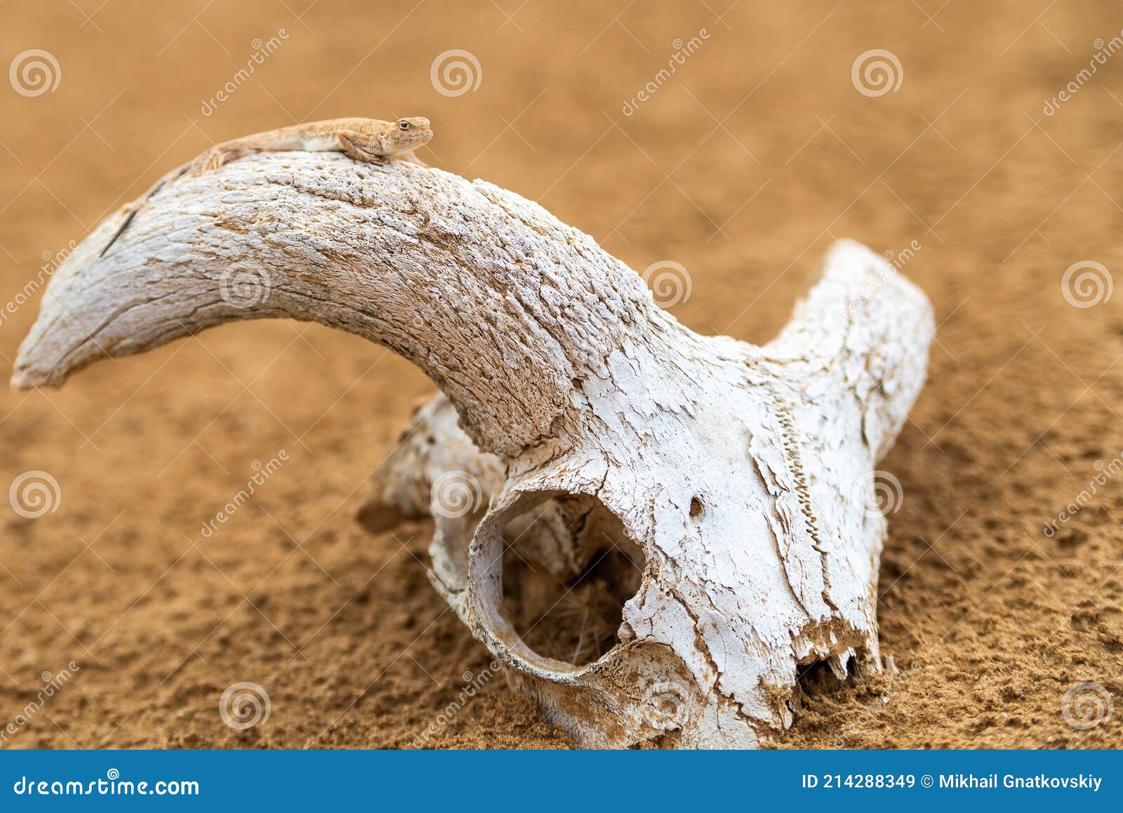Spotted Toad-headed Agama on a Skull or Bone Stock Image - Image of ...