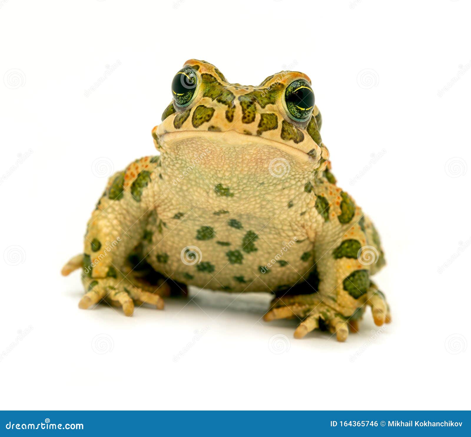 Toad Sitting Stock Photography | CartoonDealer.com #23173394