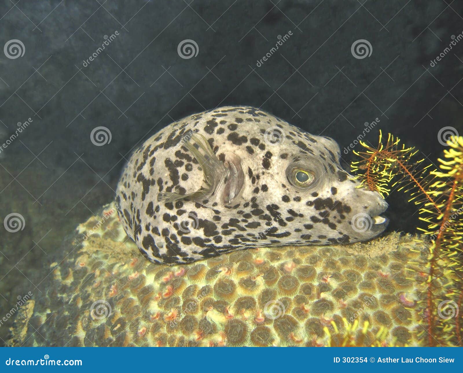 Spotted Toadfish stock photo. Image of ocean, spots, sleeping - 302354