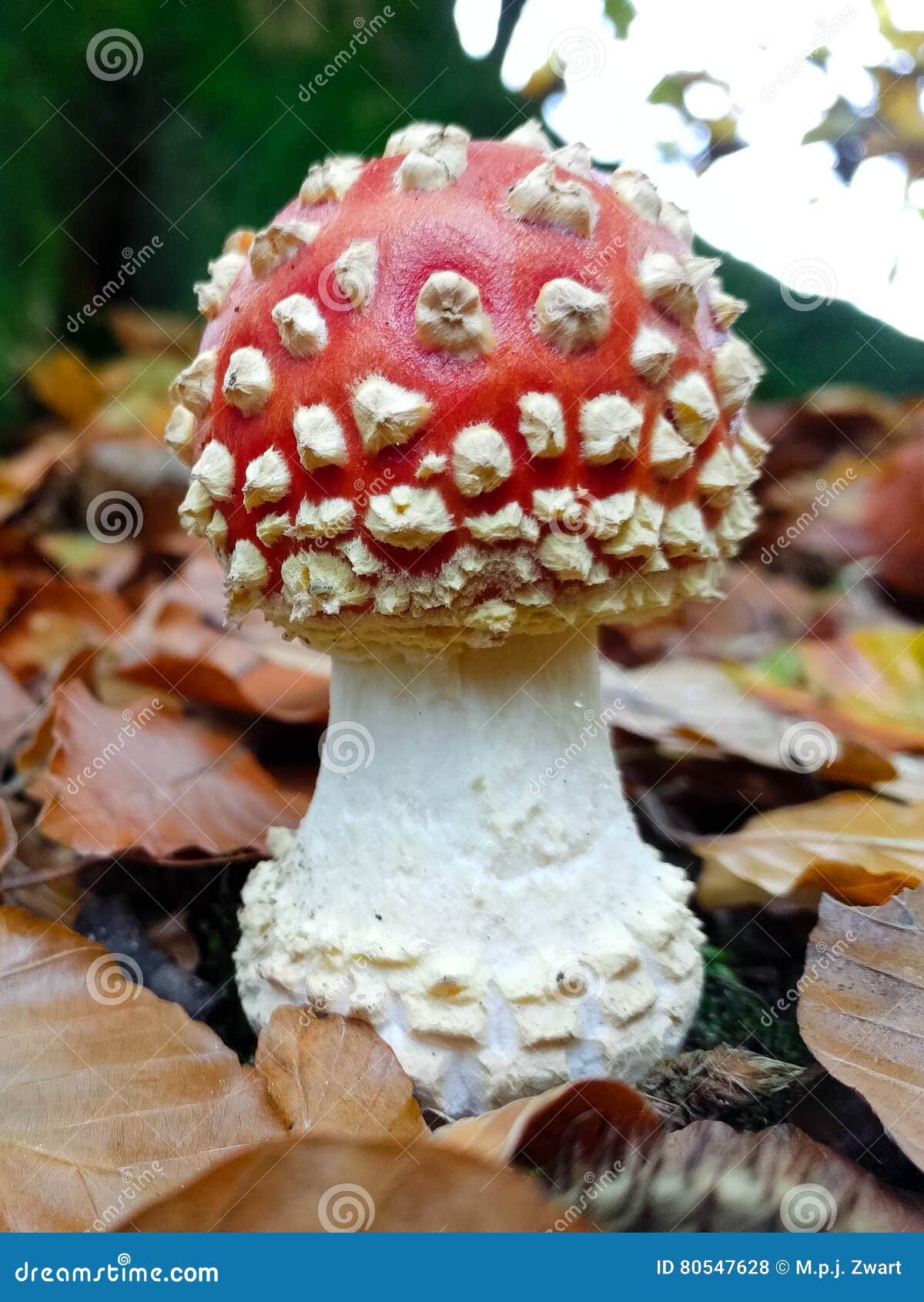 Spotted Toadstool / Fly Agaric Stock Photo - Image of closeup, four ...