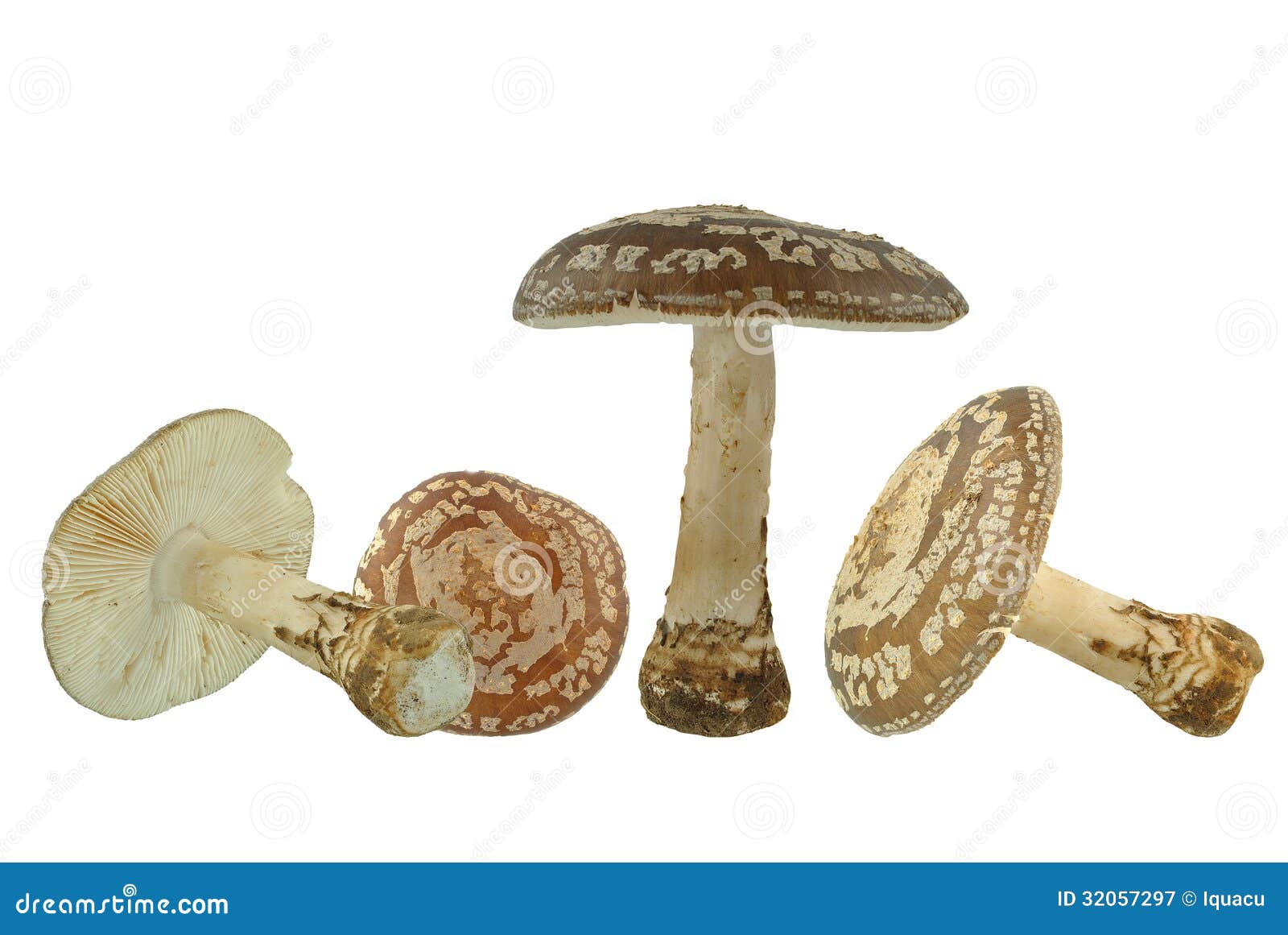 Spotted toadstool stock image. Image of substance, agaric - 32057297