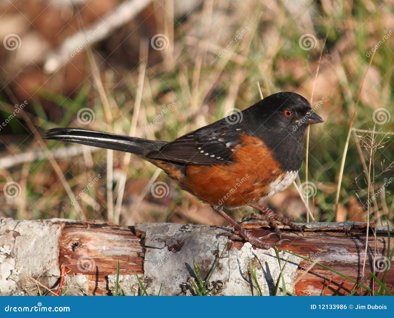Spotted Towhee stock photo. Image of flying, wildlife - 12133986