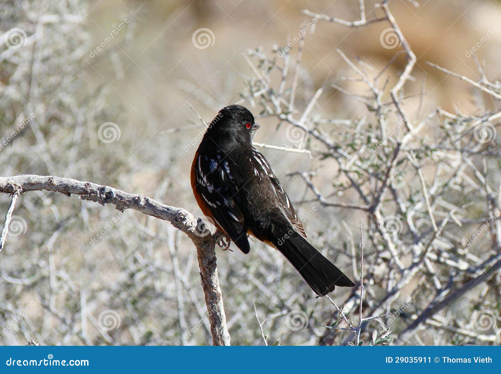 USA, Nevada: Spotted Towhee Stock Image - Image of beak, short: 29035911