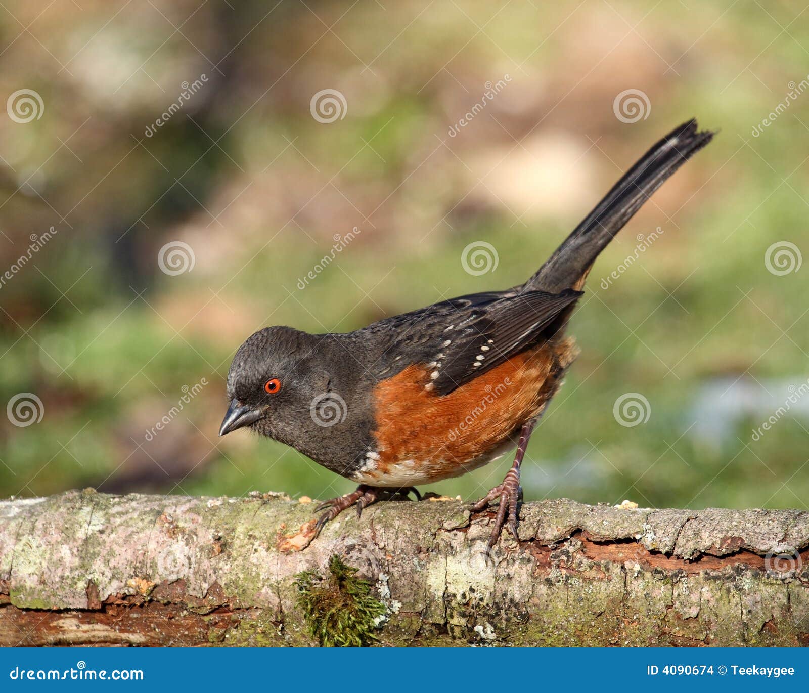 Spotted Towhee stock photo. Image of birding, pretty, black - 4090674