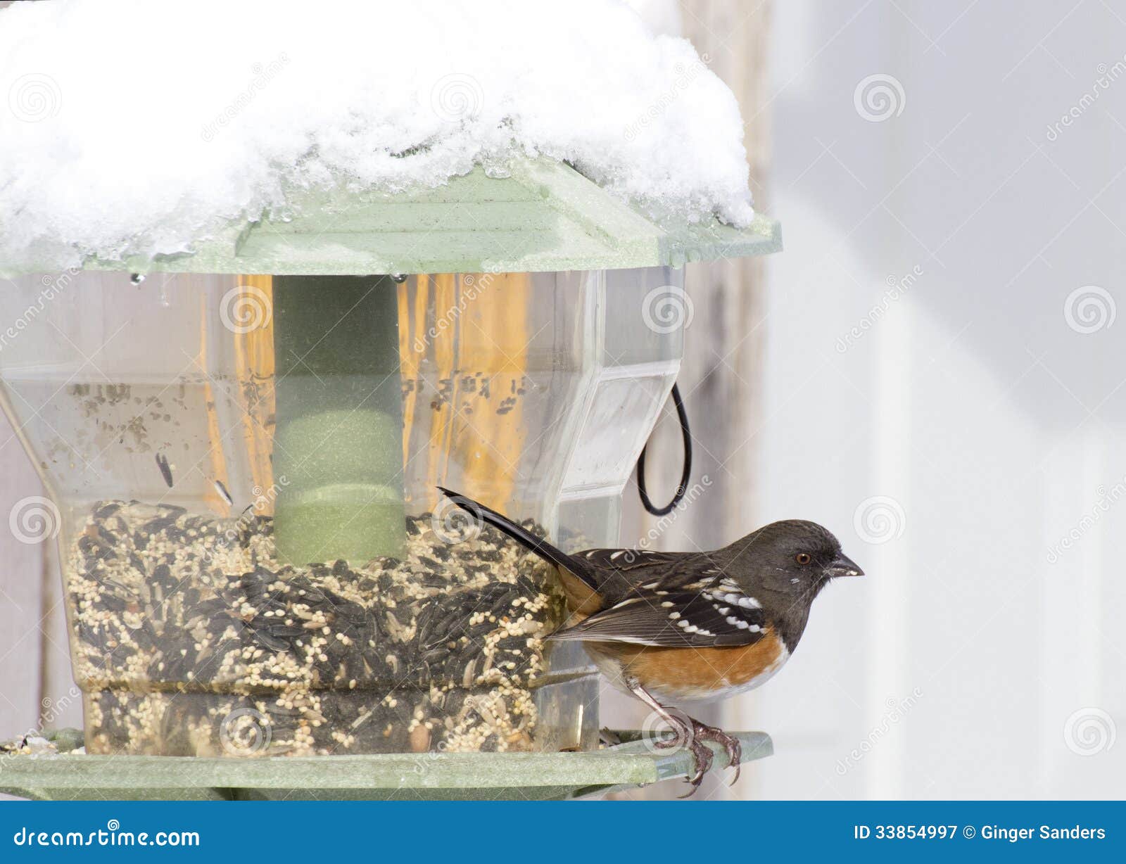 Spotted Towhee Bird Facing Right Stock Image - Image of outdoors ...