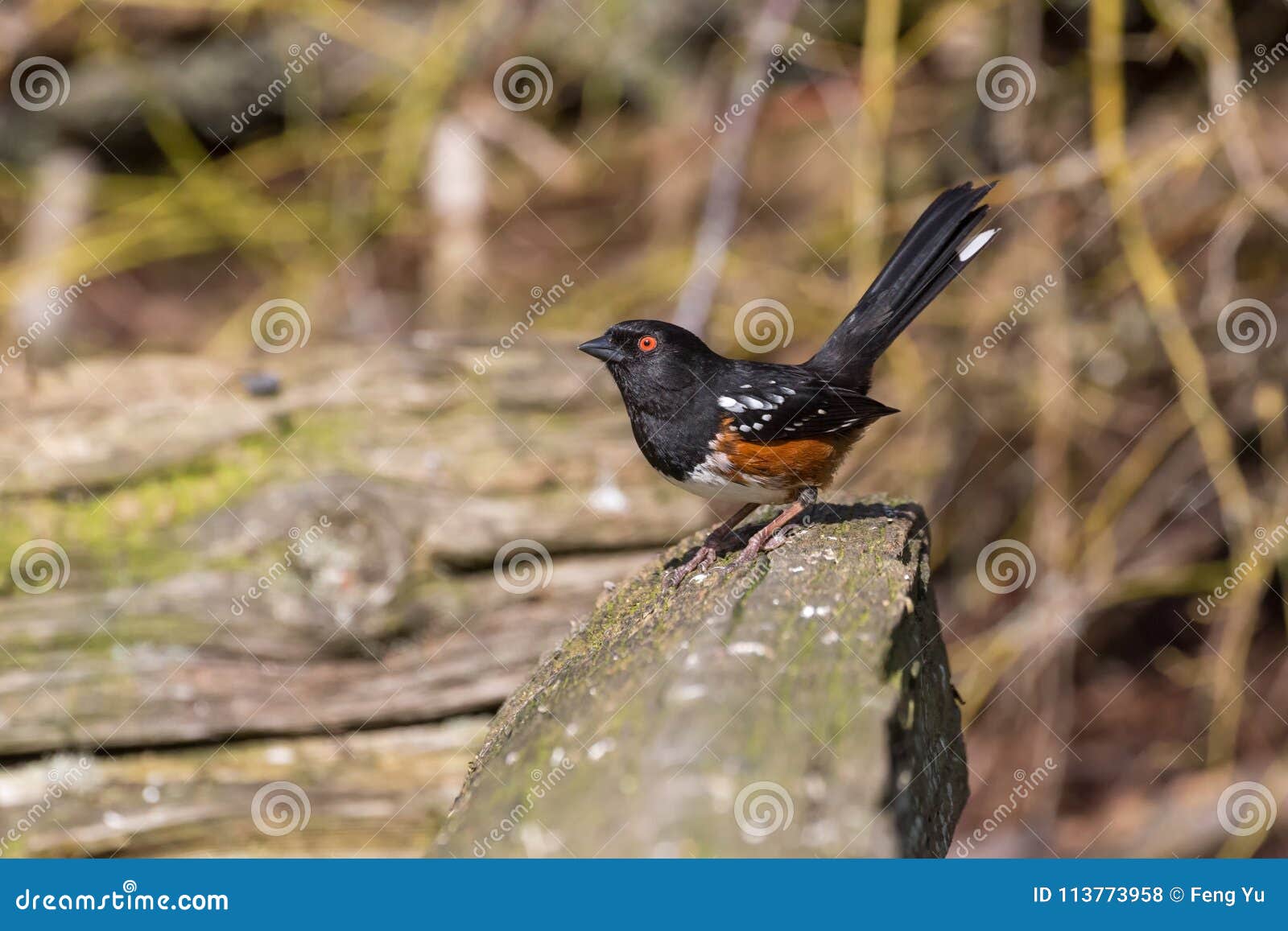 Spotted towhee bird stock photo. Image of spotted, towhee - 113773958