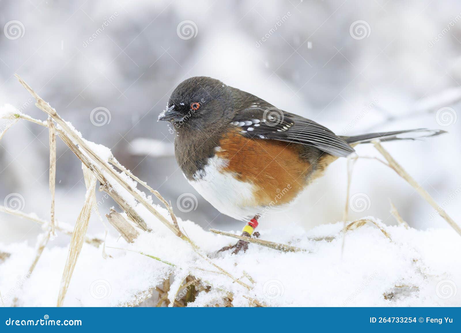 Spotted towhee bird stock photo. Image of north, black - 264733254