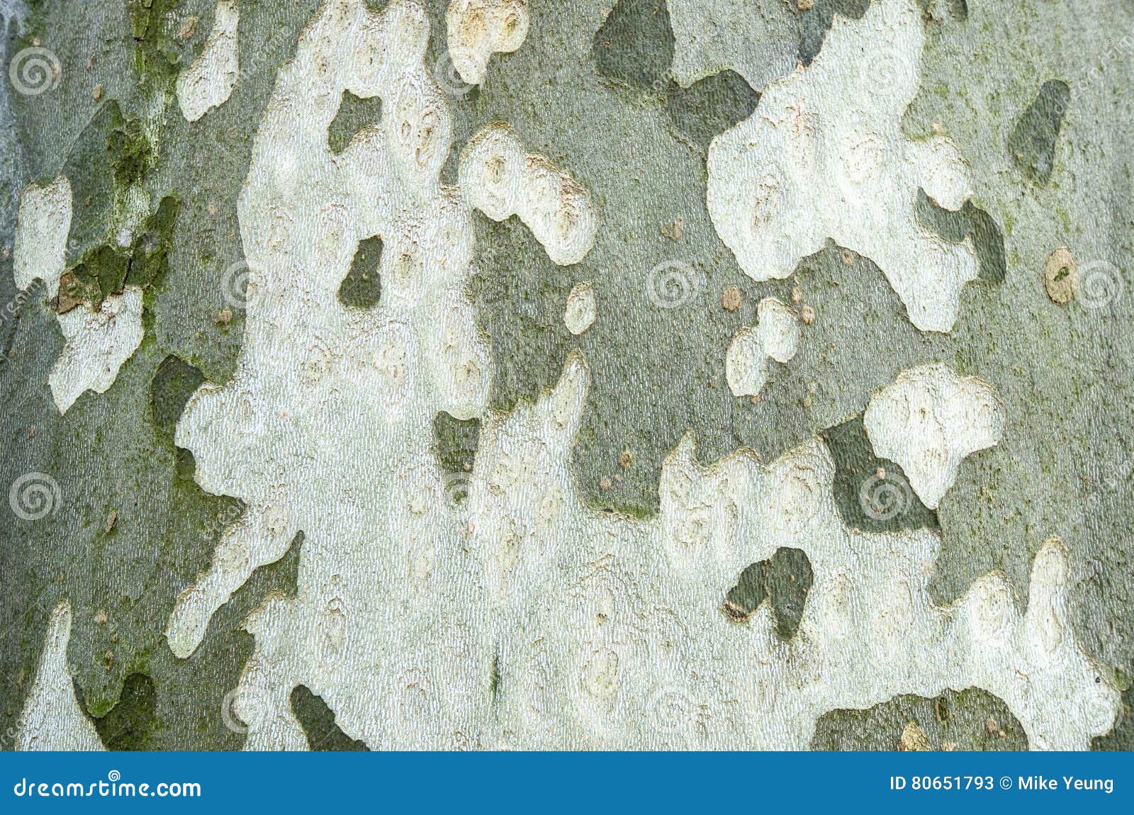 Spotted Tree Texture One stock image. Image of bark, spots - 80651793