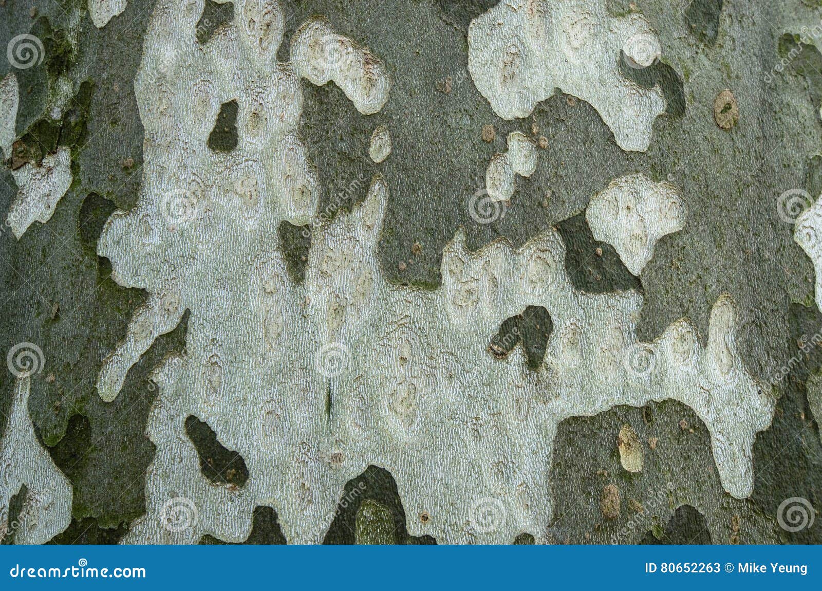 Spotted Tree Texture Two stock image. Image of spotted - 80652263