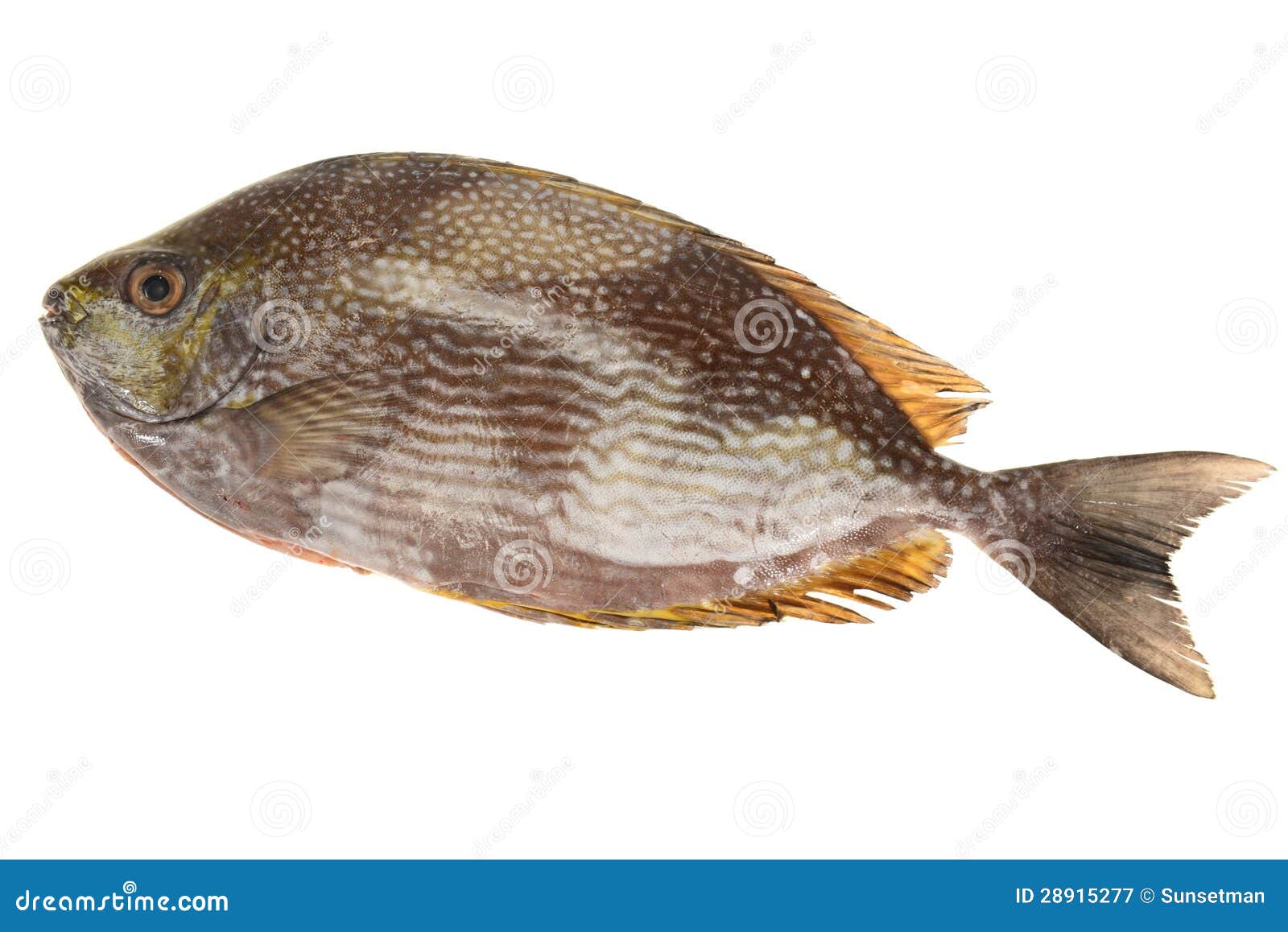 Spotted Trevally, Fish stock image. Image of tail, aquatic - 28915277