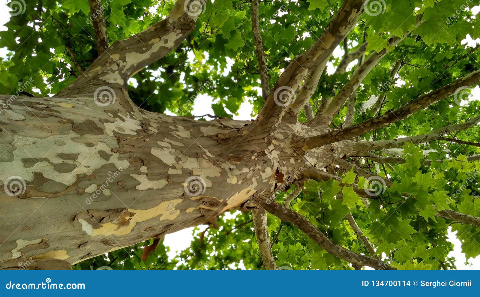 Spotted Trunk of a Plane Tree with Green Summer Foliage Stock Photo ...