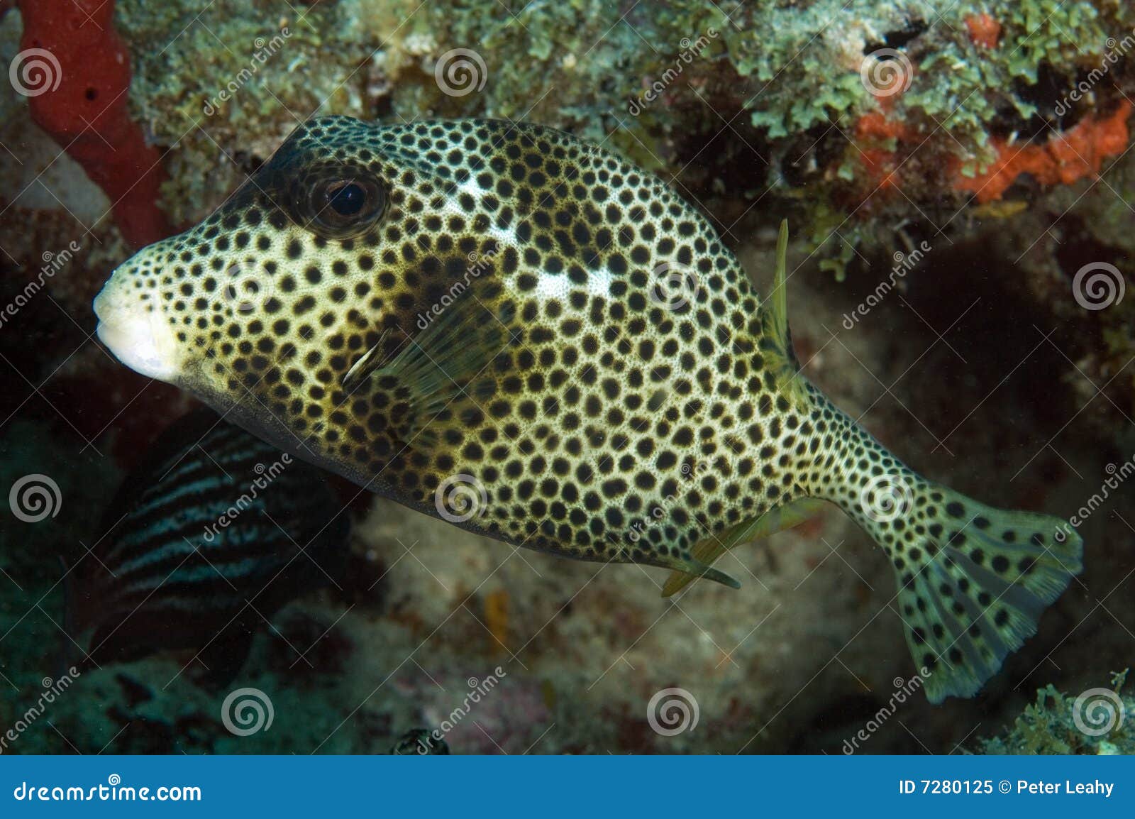 Spotted Trunkfish stock image. Image of tails, angelfish - 7280125