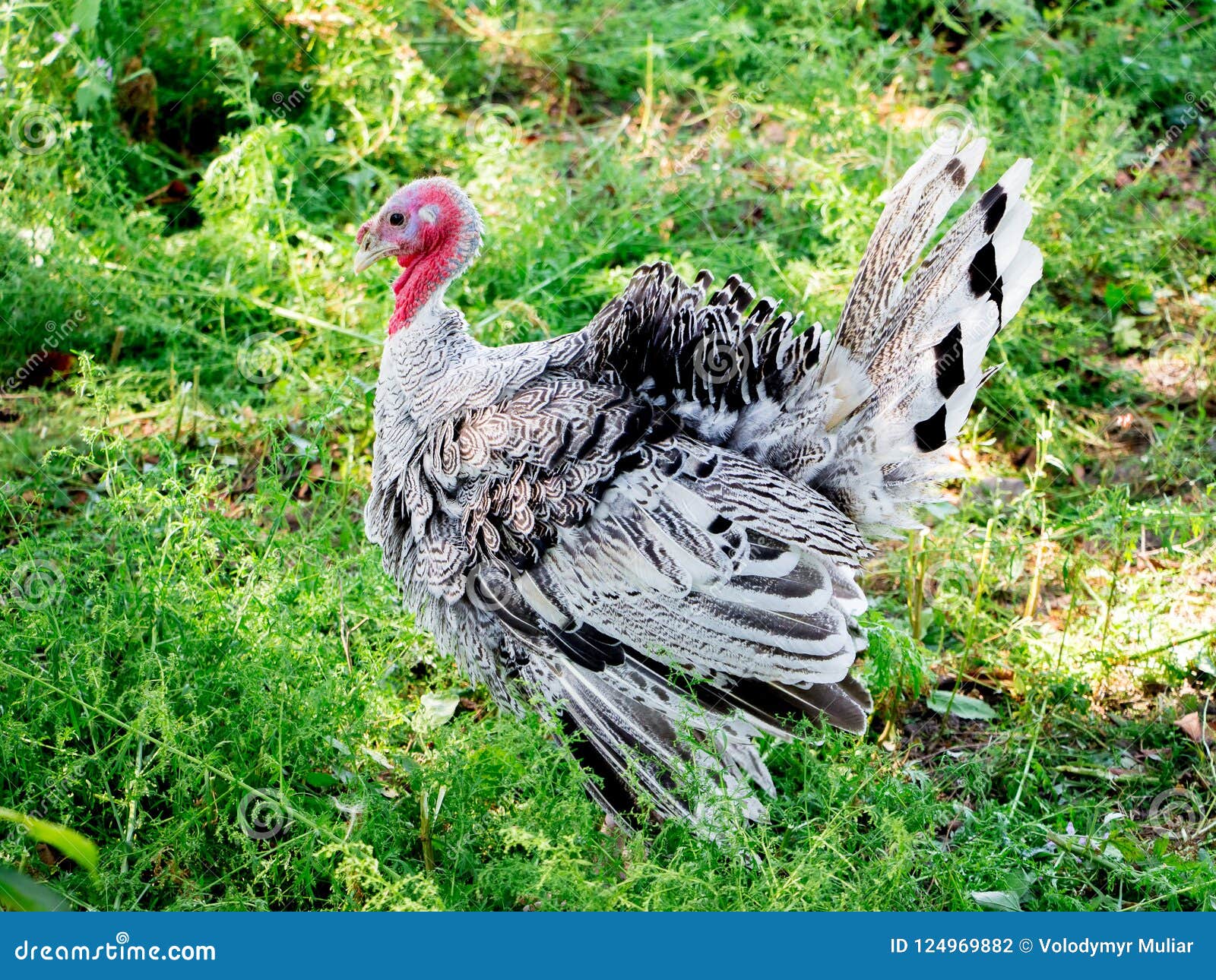Spotted Turkey on the Grass in the Farm Has _ Stock Photo - Image of ...