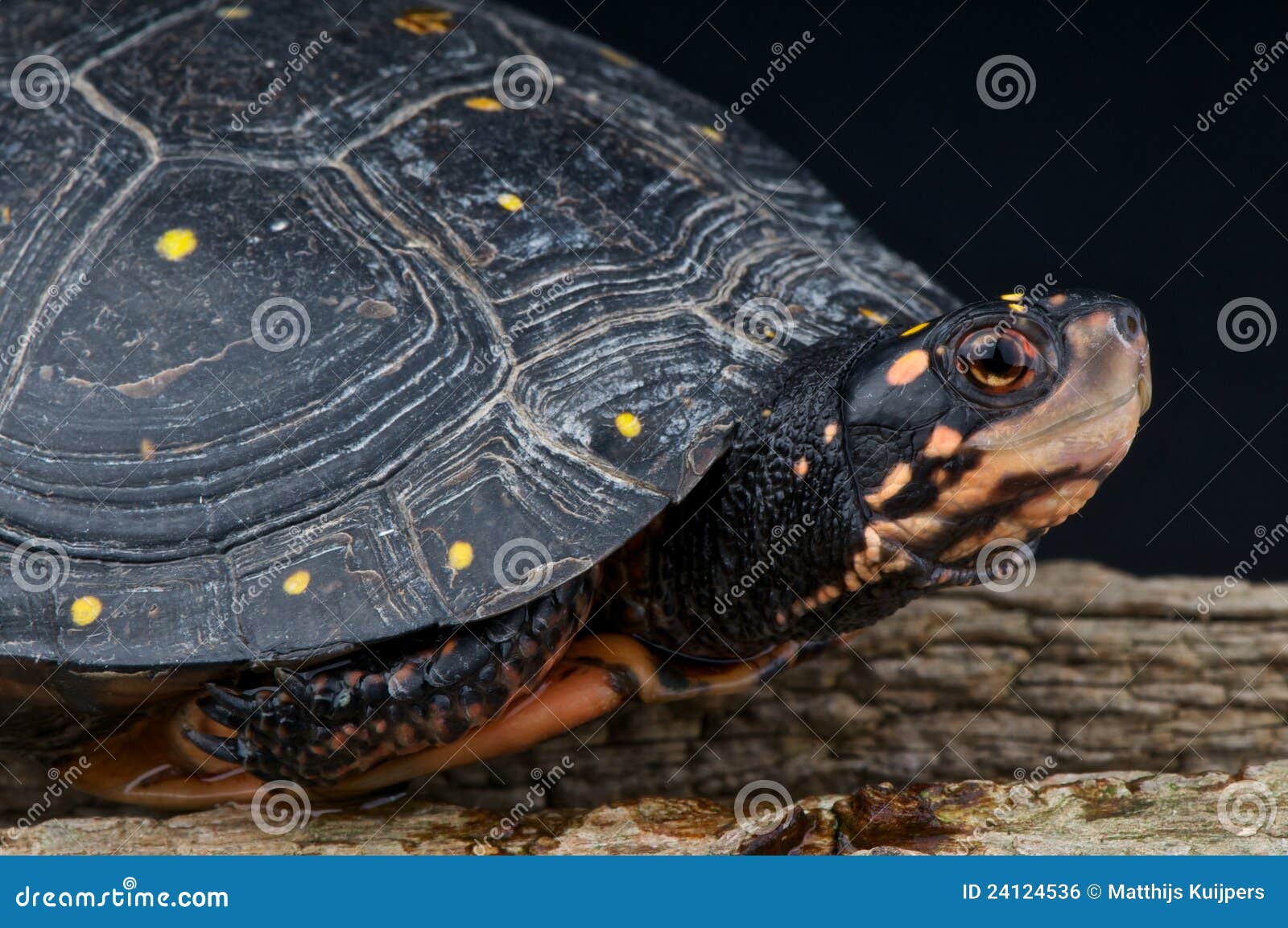 Spotted turtle stock photo. Image of rare, reptile, diurnal - 24124536