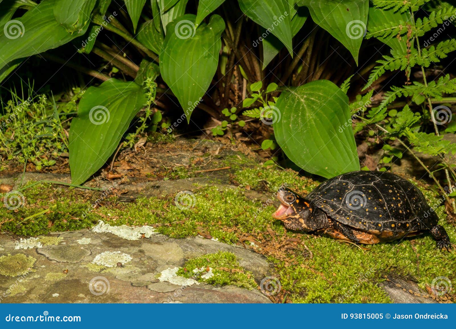 Spotted Turtle stock image. Image of amazing, herpetology - 93815005