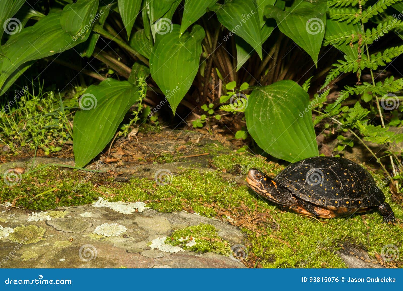 Spotted Turtle stock photo. Image of natural, adult, environment - 93815076