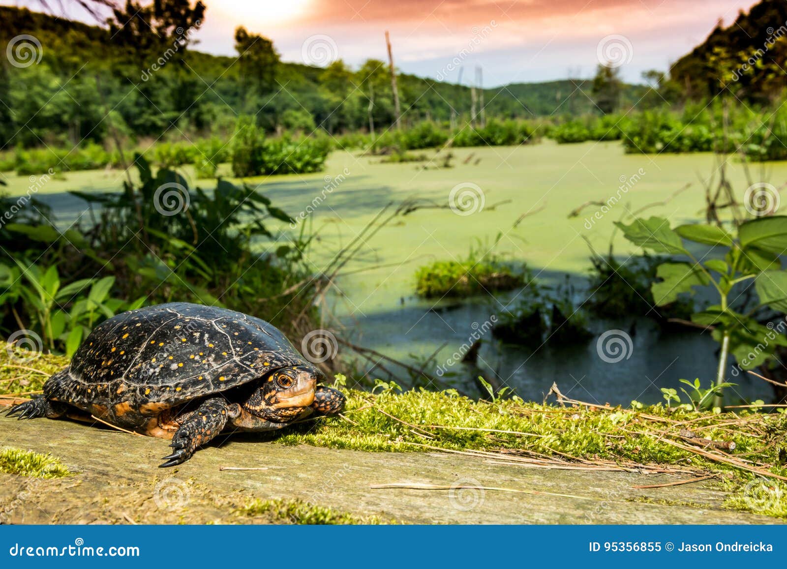 Spotted Turtle stock image. Image of habitat, herpetology - 95356855