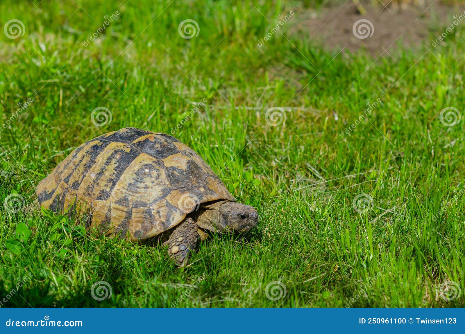 Spotted Turtle in the Garden Sitting on the Green Grass. a Land Turtle ...