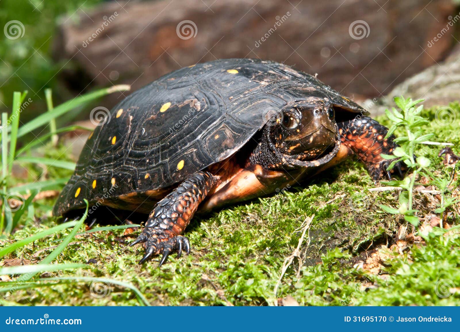 Spotted Turtle stock photo. Image of detail, guttata - 31695170