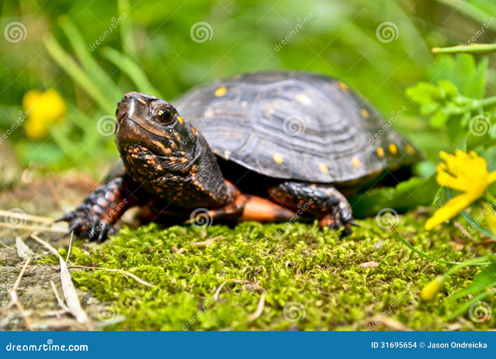 Spotted Turtle stock photo. Image of carpace, cute, beautiful - 31695654