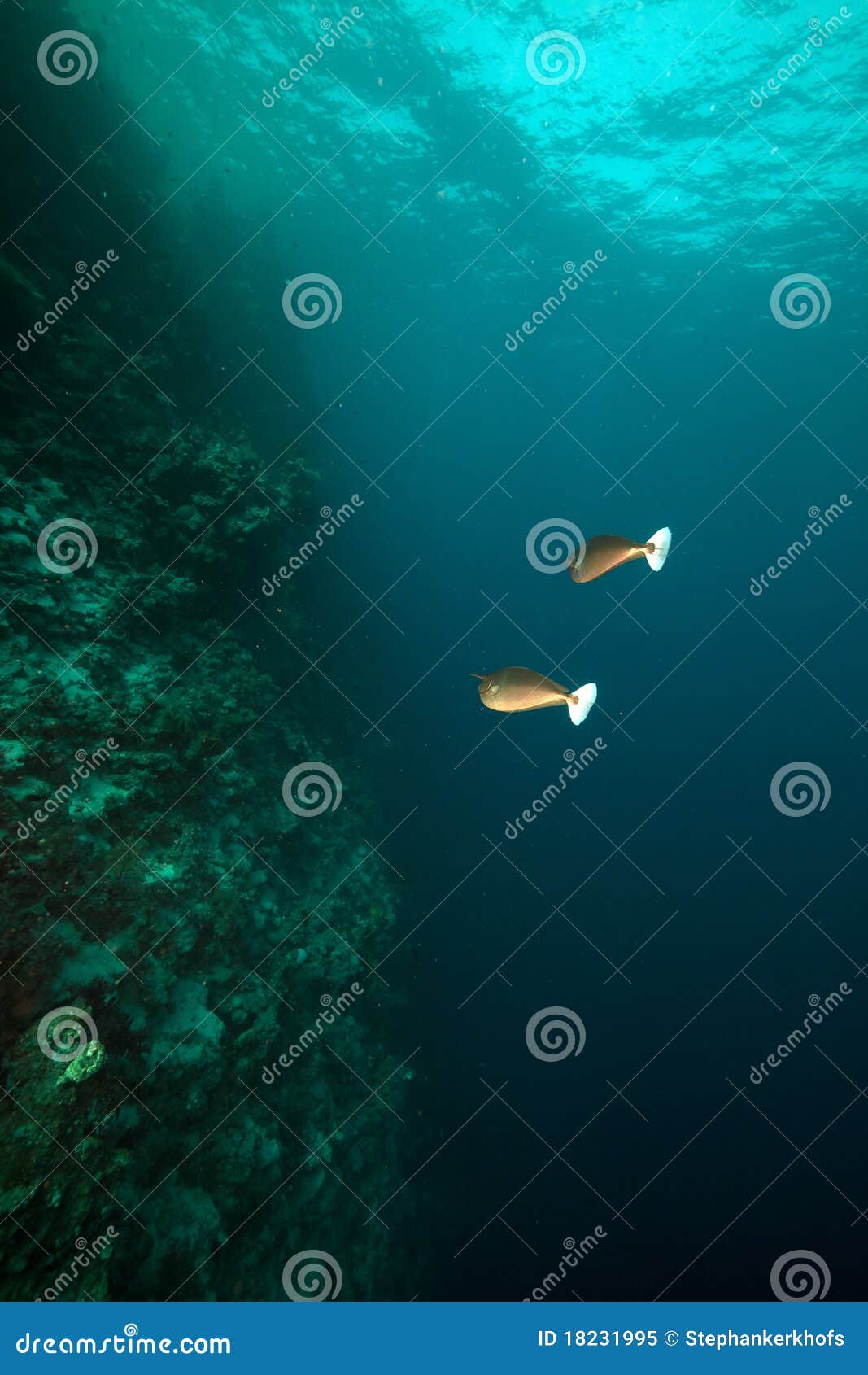 Spotted Unicornfish in the Red Sea. Stock Image - Image of ocean, depth ...