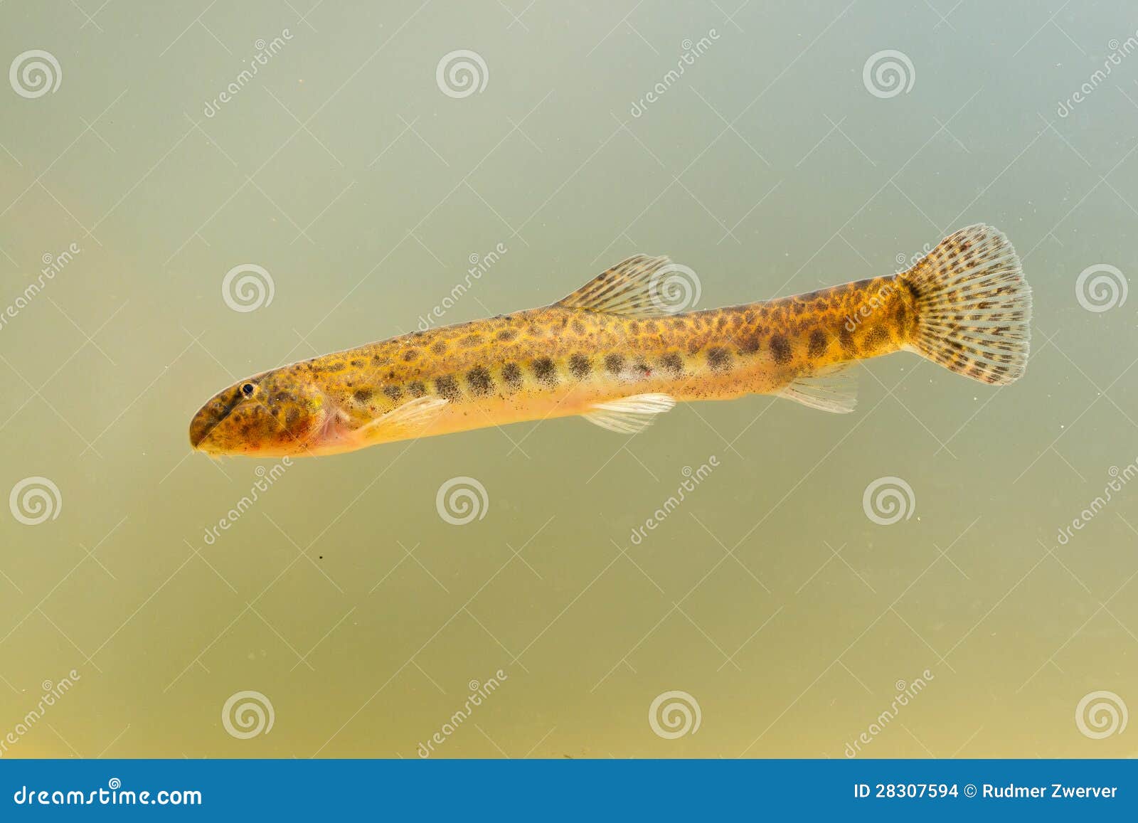 Weather Loach Portrait In Natural Aquatic Habitat Stock Photography ...