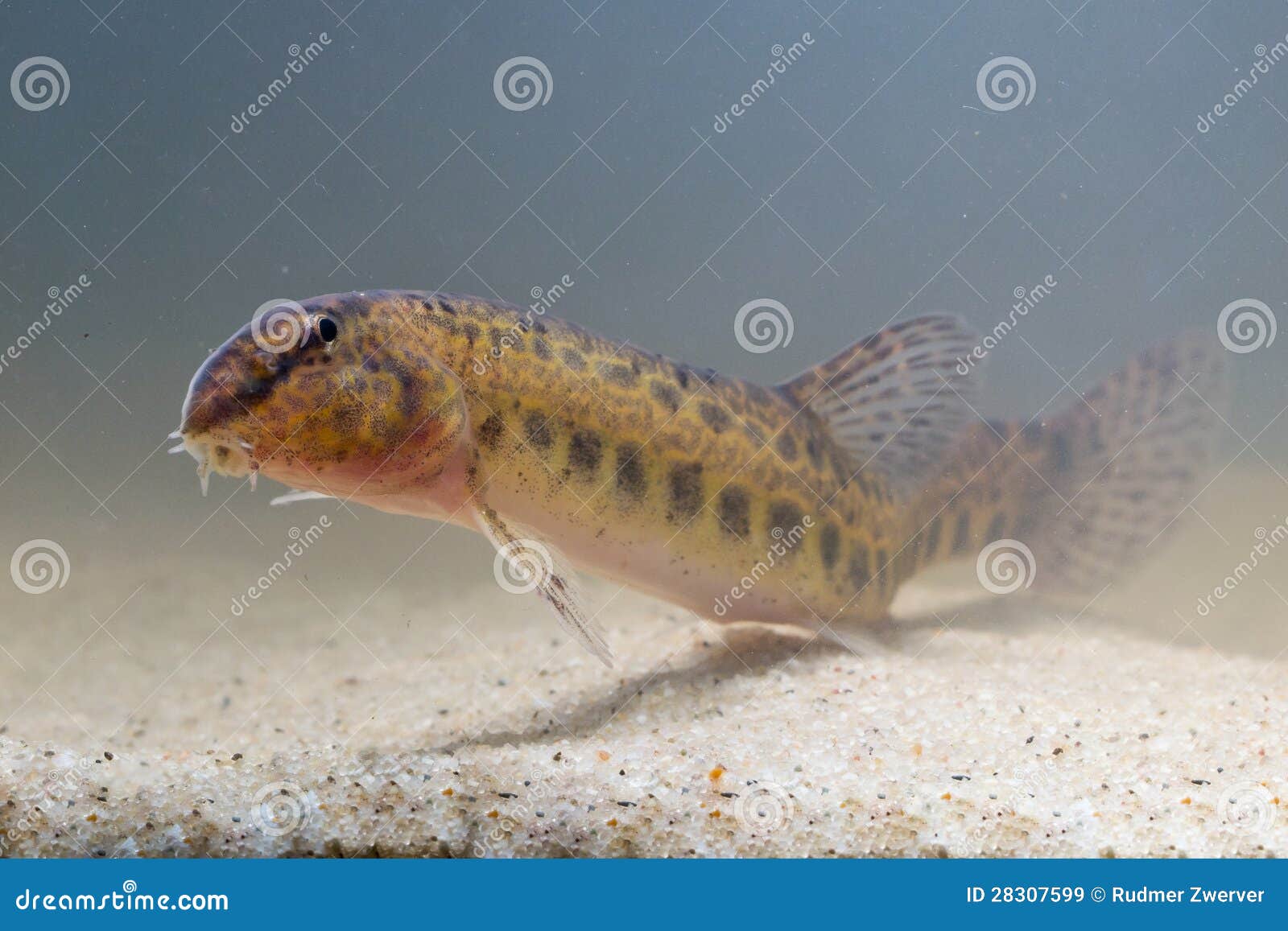 Spotted Weather Loach Resting Stock Image - Image of environment ...