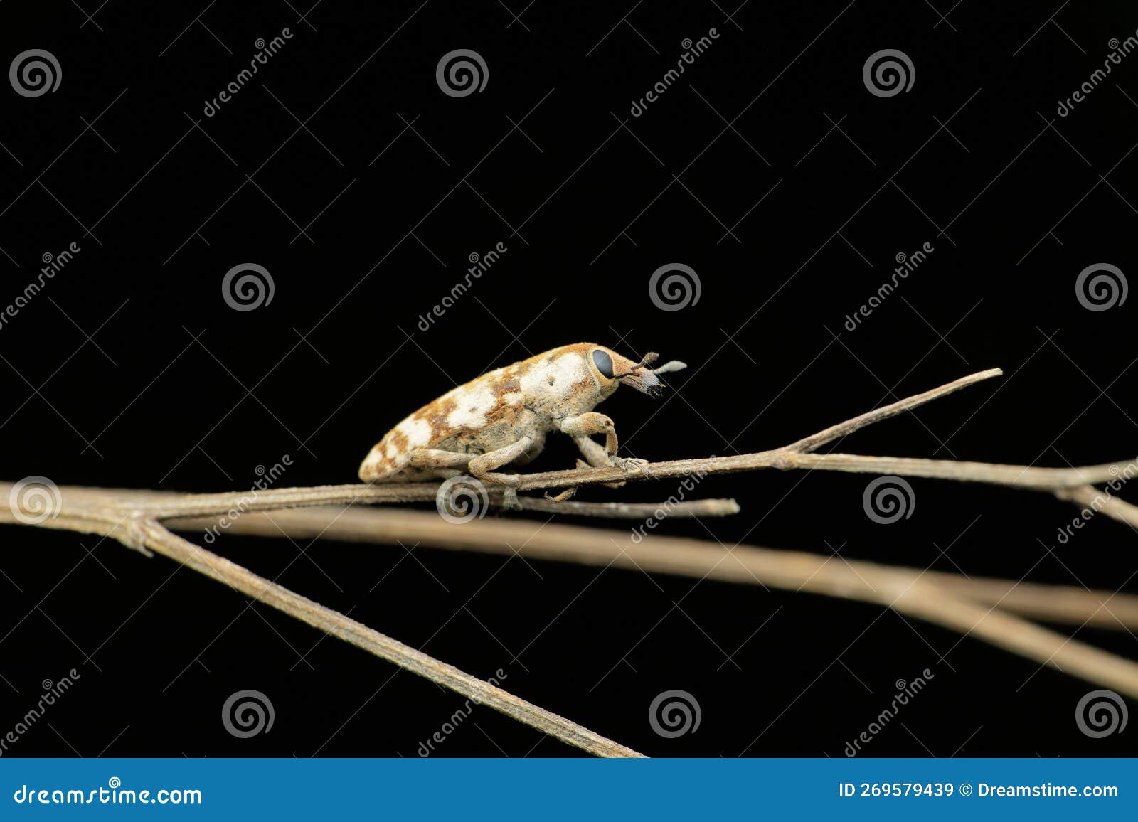 Spotted Weevil Species, Satara, Maharashtra Stock Image - Image of ...