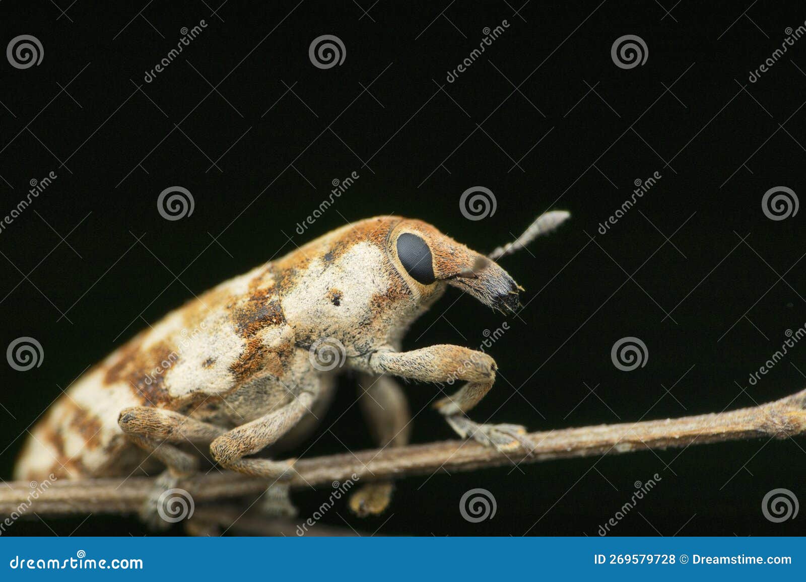 Spotted Weevil Species, Satara, Maharashtra Stock Photo - Image of ...