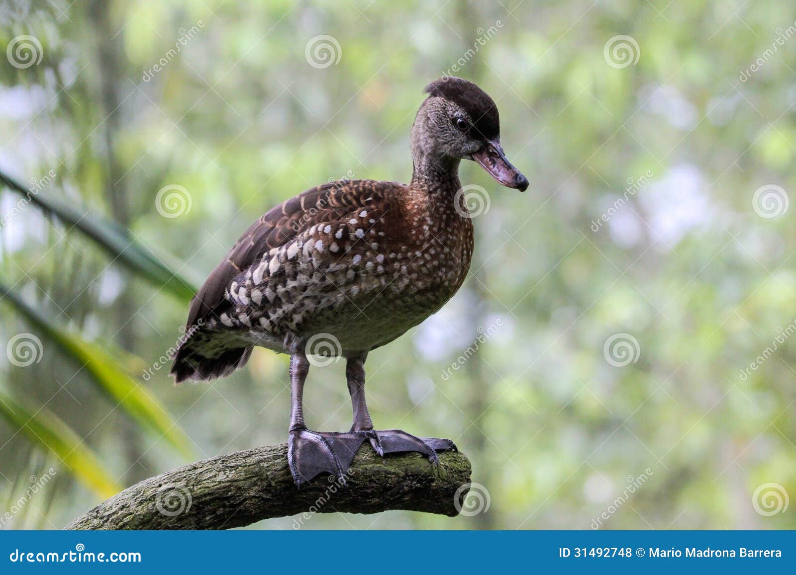 Spotted Whistling Duck stock photo. Image of duck, blur - 31492748