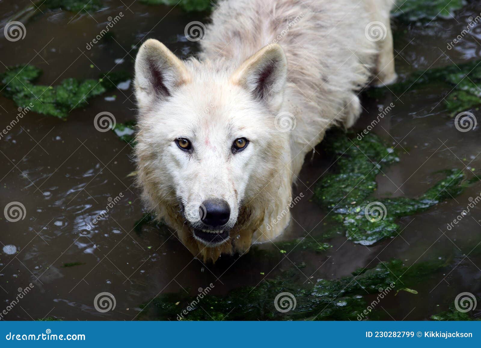 Spotted White Arctic Wolf in Lake Portrait Stock Image - Image of ...