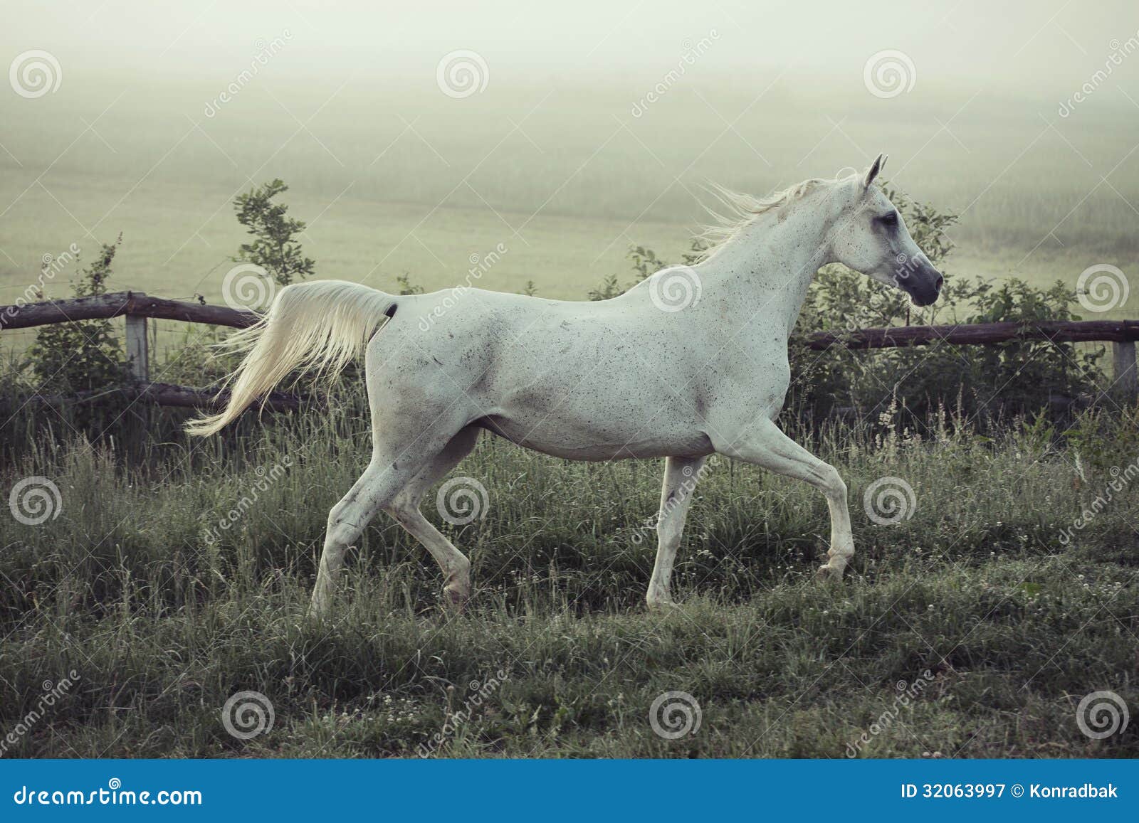 Spotted White Steed in Running Pose Stock Image - Image of mammal ...