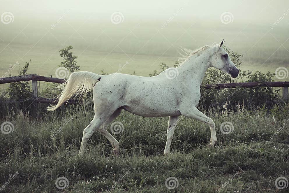 Spotted White Steed in Running Pose Stock Image - Image of mammal ...