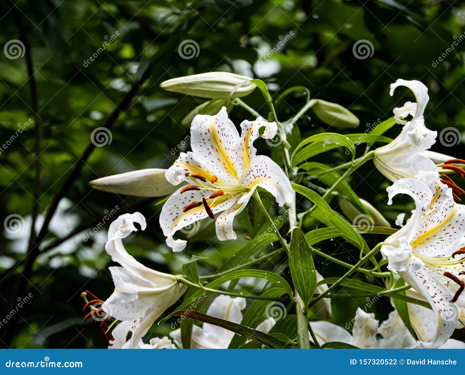White Tiger Lilies in a Japanese Forest 3 Stock Photo - Image of ...
