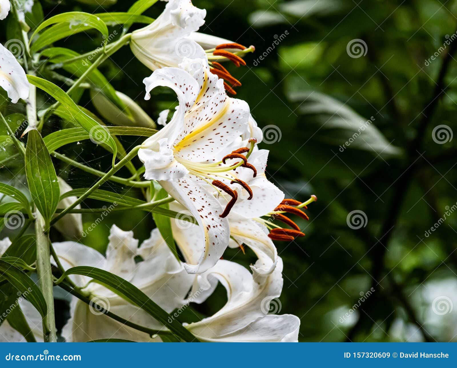 White Tiger Lilies in a Japanese Forest 2 Stock Image - Image of nature ...
