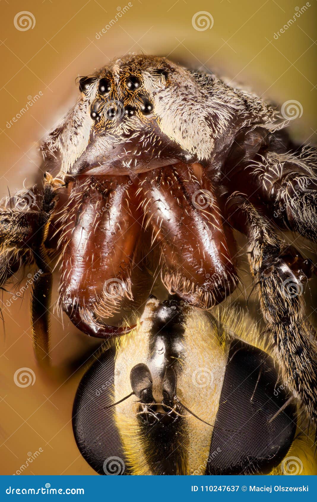 Spotted Wolf Spider, Wolf Spider with Fly. Stock Image - Image of park ...