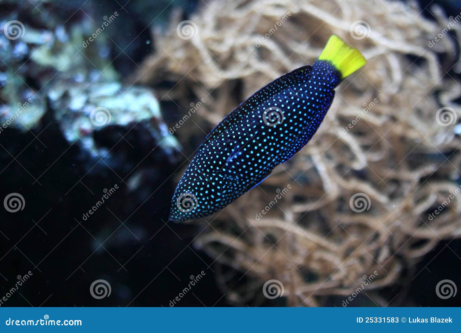 Spotted wrasse stock image. Image of marine, marble, ocean - 25331583