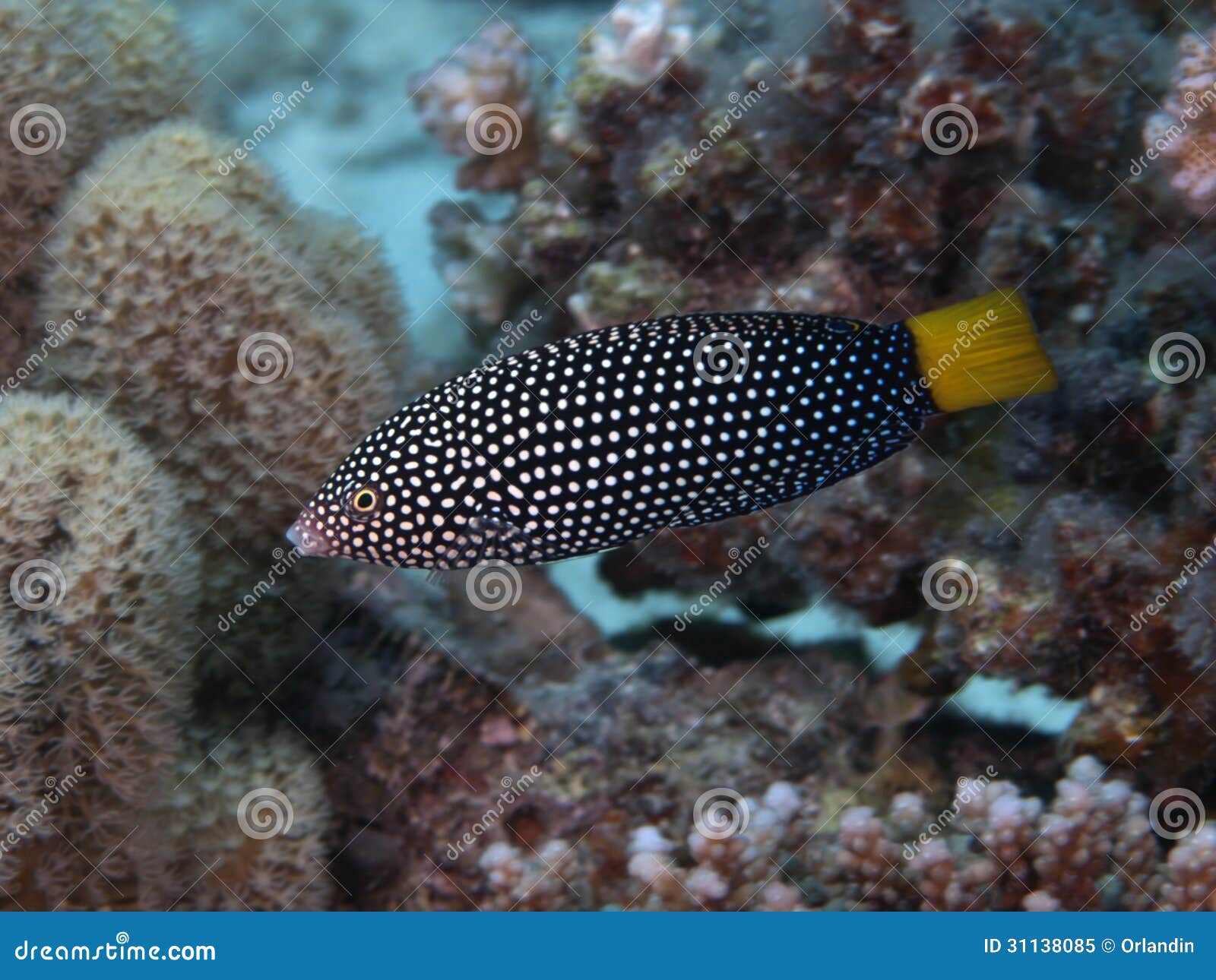 Spotted wrasse stock image. Image of nature, spotted - 31138085