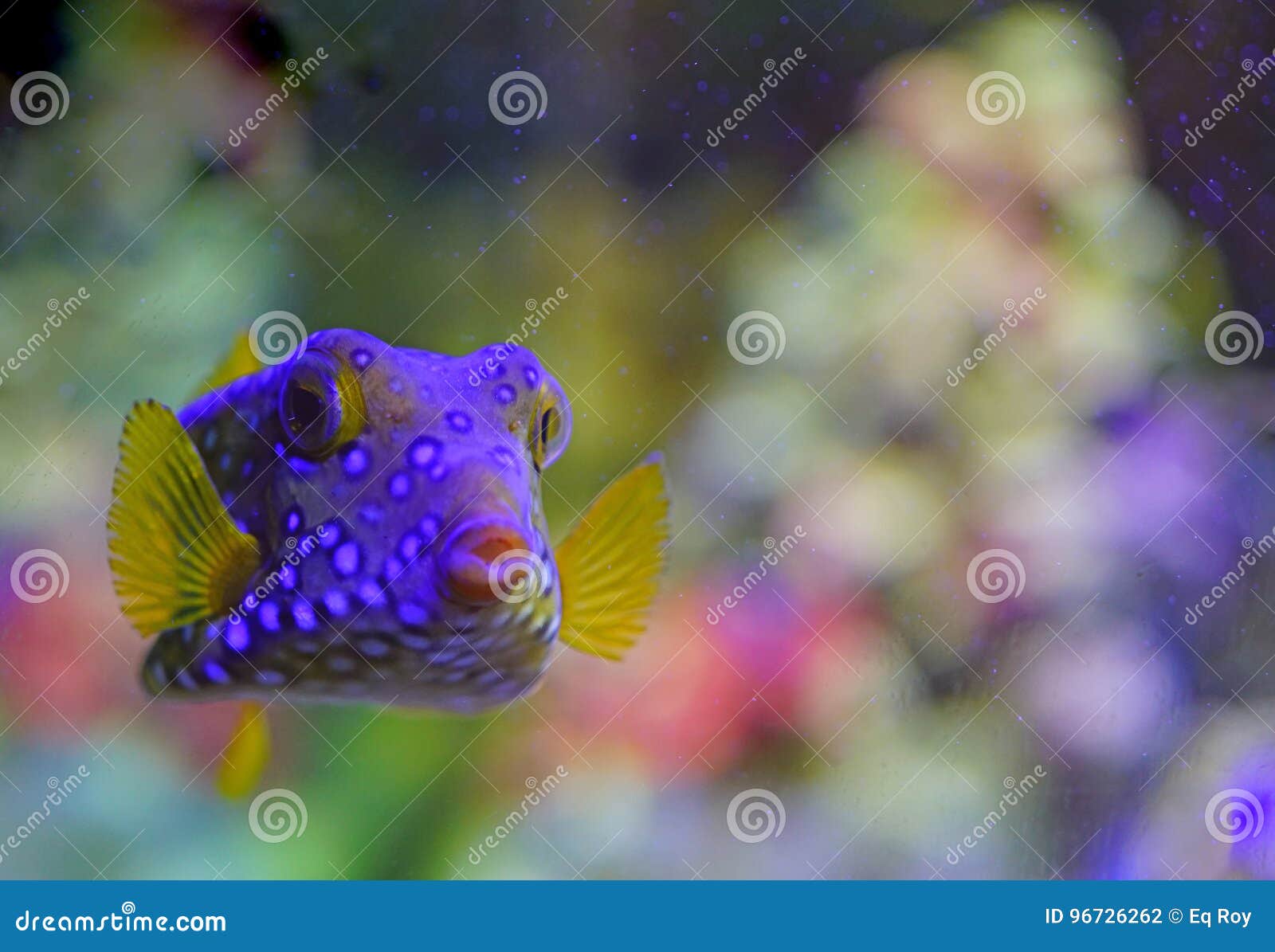 A Spotted Yellow Boxfish Ostracion Cubicus Stock Photo - Image of ...