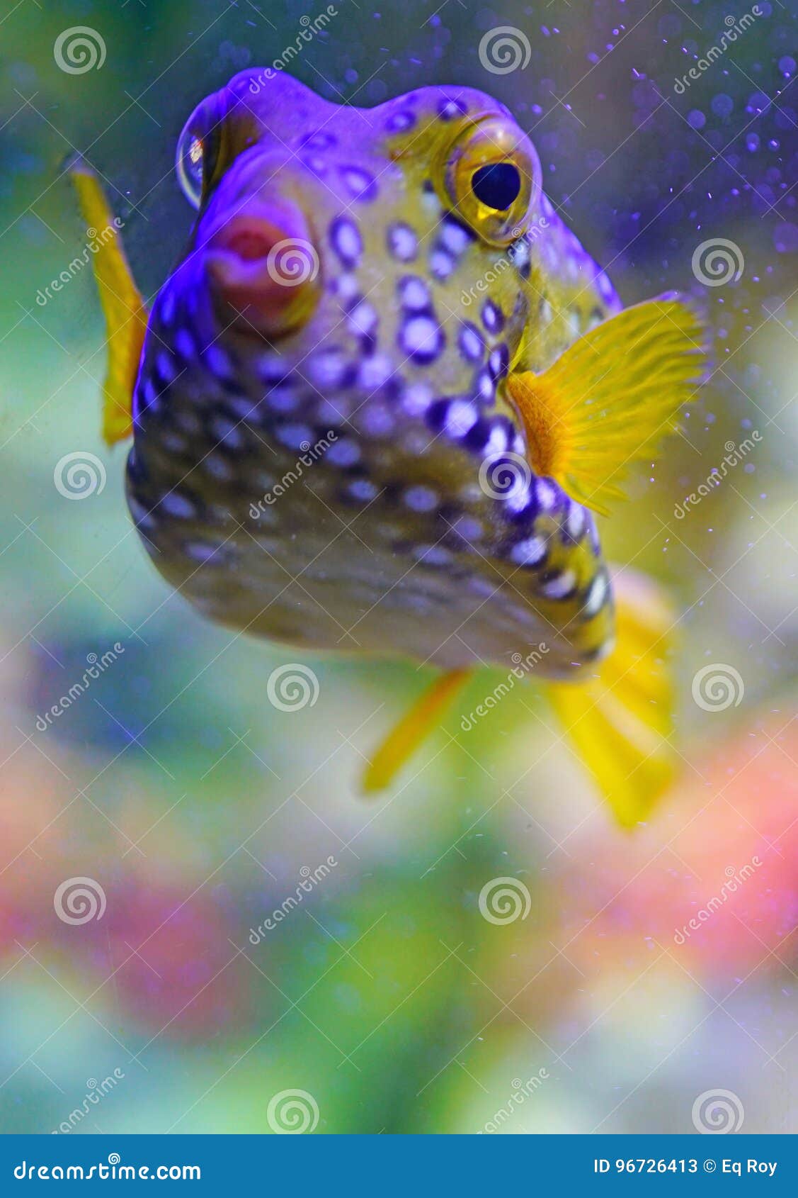 A Spotted Yellow Boxfish Ostracion Cubicus Stock Image - Image of water ...