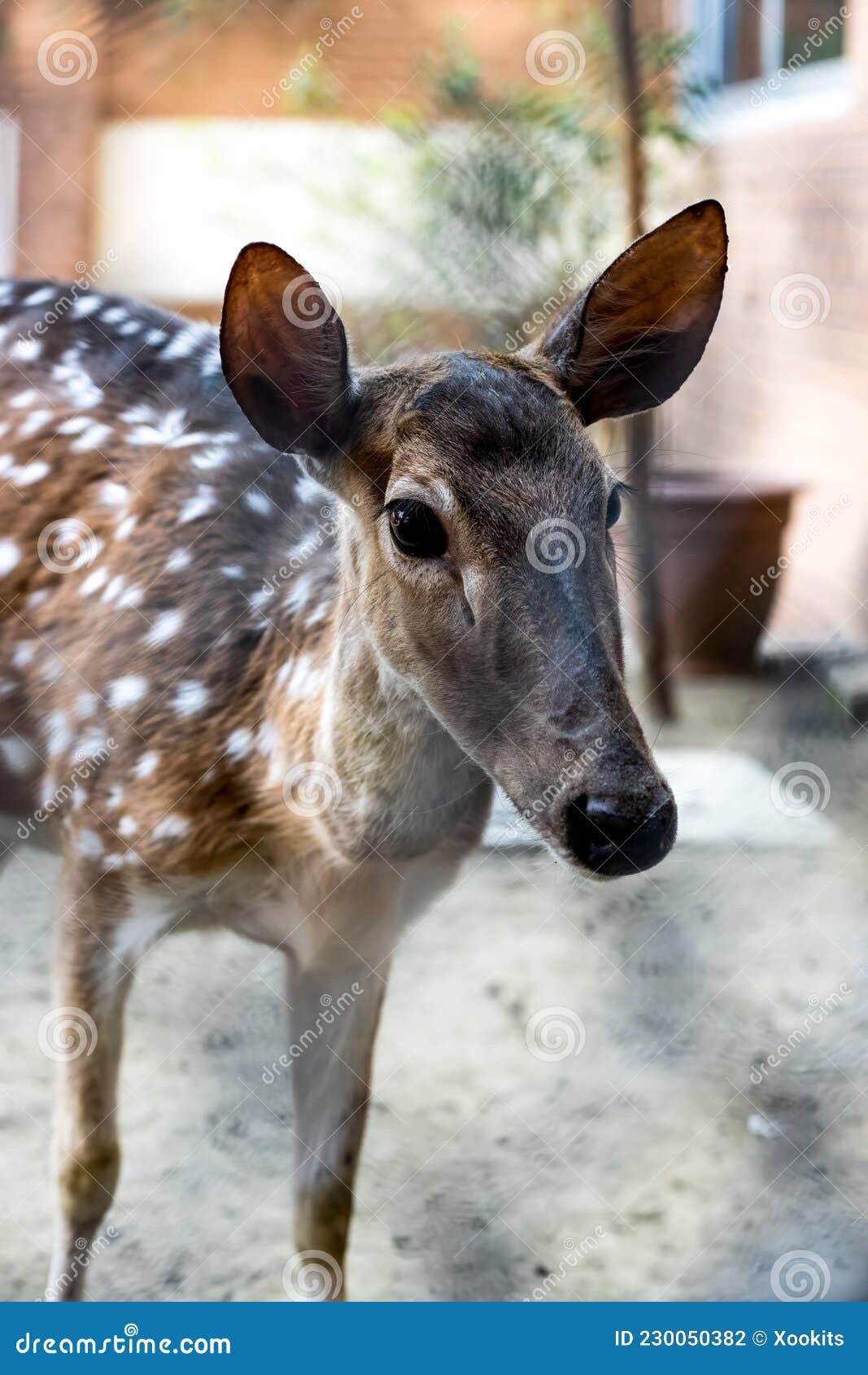 Standing Deer Stones In On A Mongolian Hill Royalty-Free Stock ...