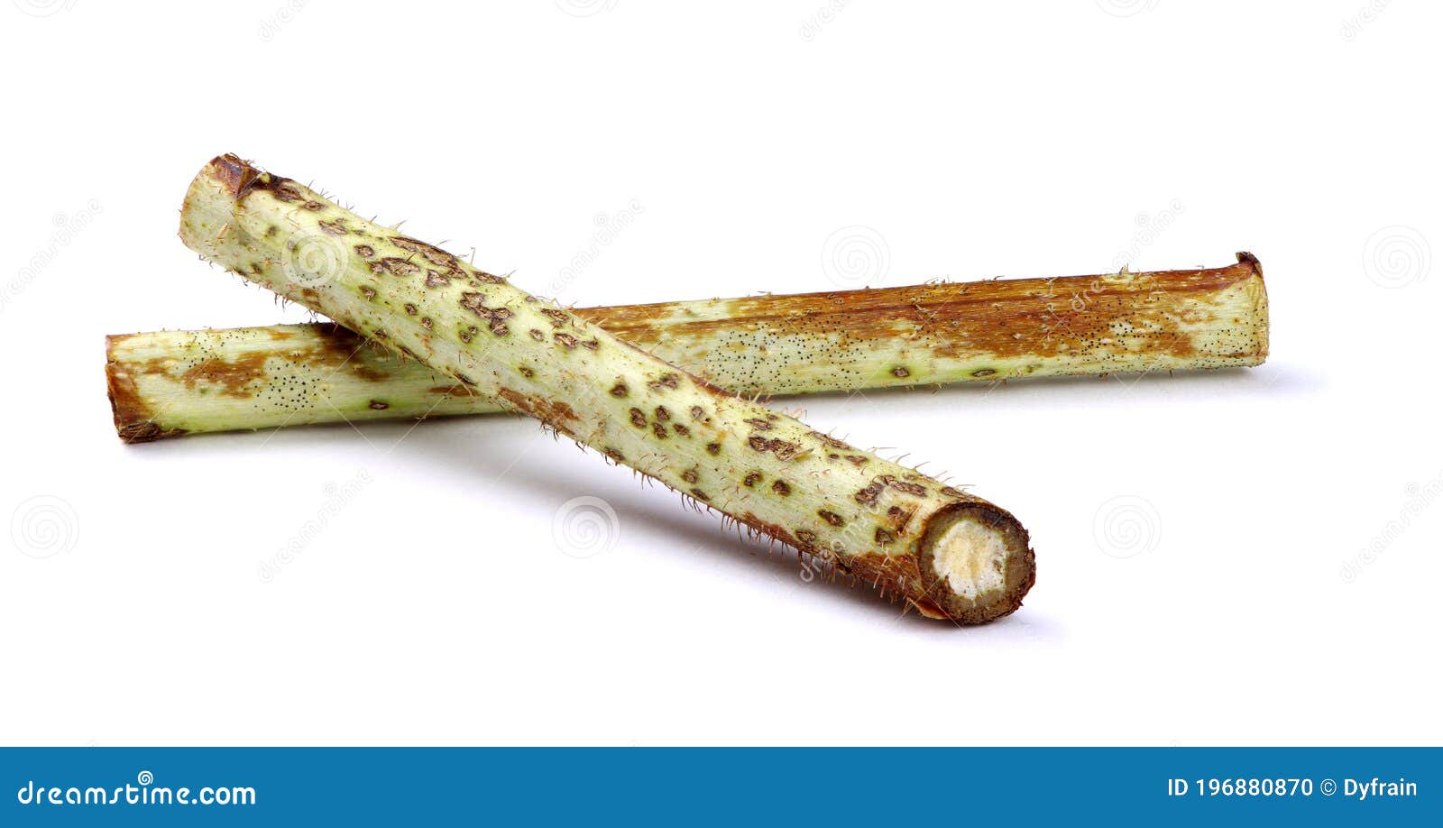 Spotting on Raspberries Isolated. the Fungus on the Stems of Raspberry ...