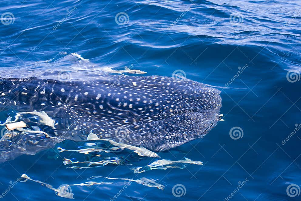 Spotting a whale shark stock image. Image of marine, swimming - 4368887