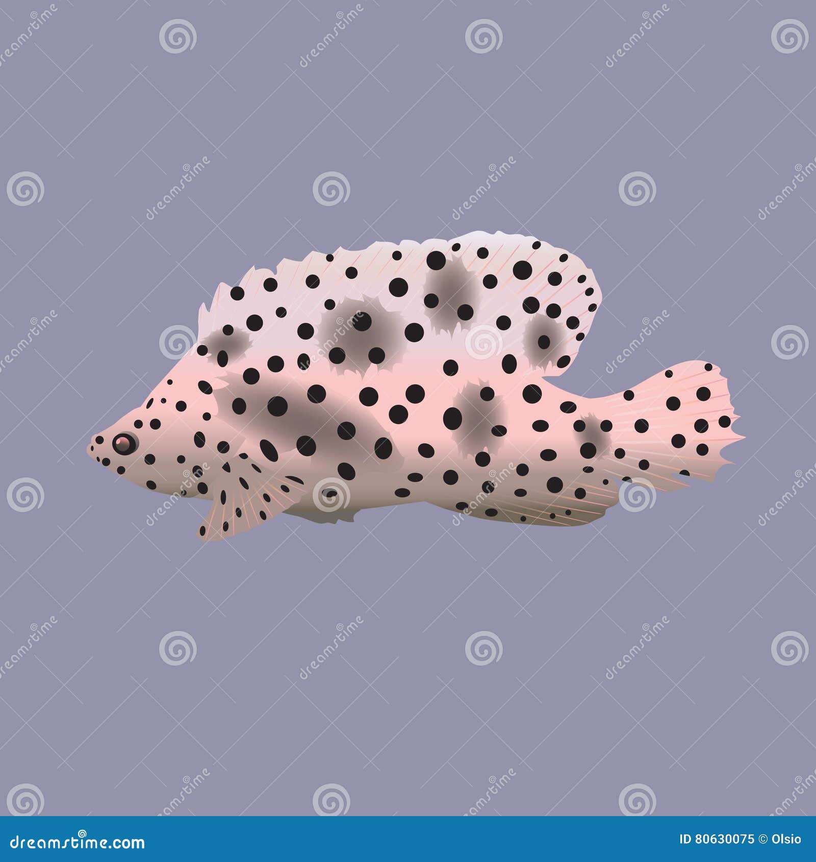 Spotty Aquarius fish stock vector. Illustration of colorful - 80630075