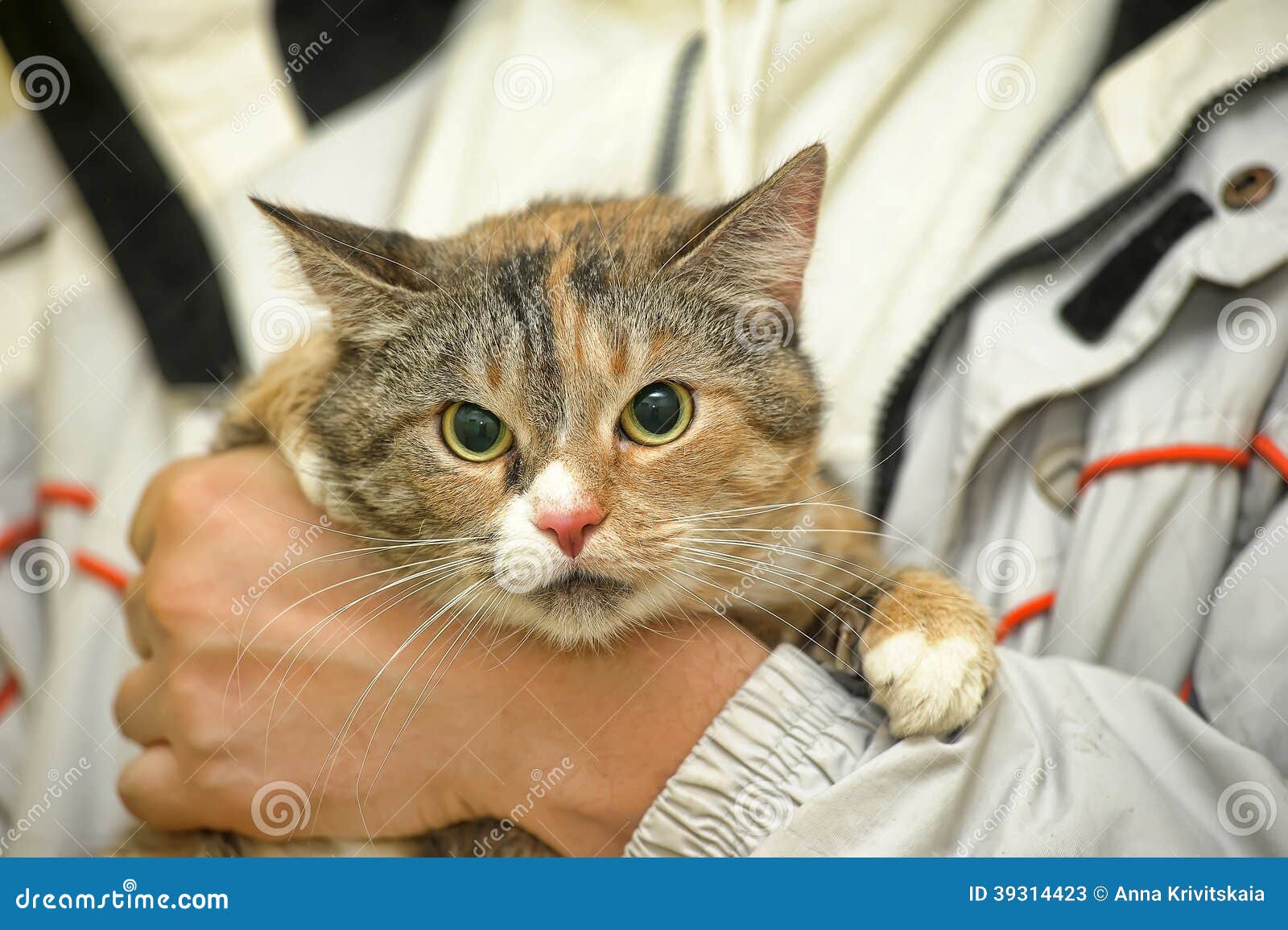 Spotty cat stock image. Image of pets, eyes, domestic - 39314423