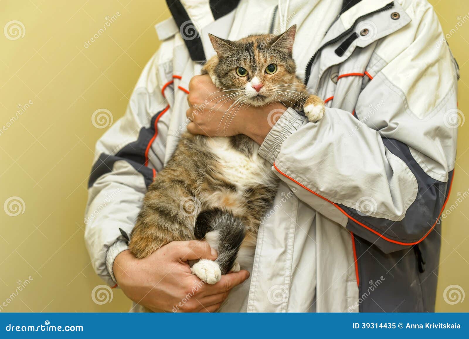 Spotty cat stock image. Image of kitten, pets, curiosity - 39314435