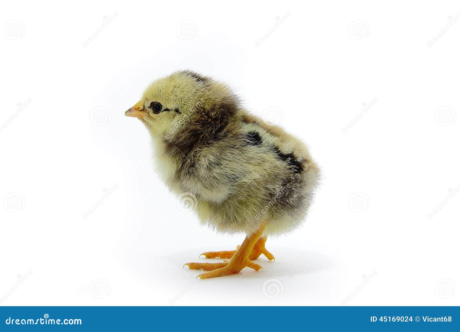 Spotty chicken stock photo. Image of life, play, chicken - 45169024