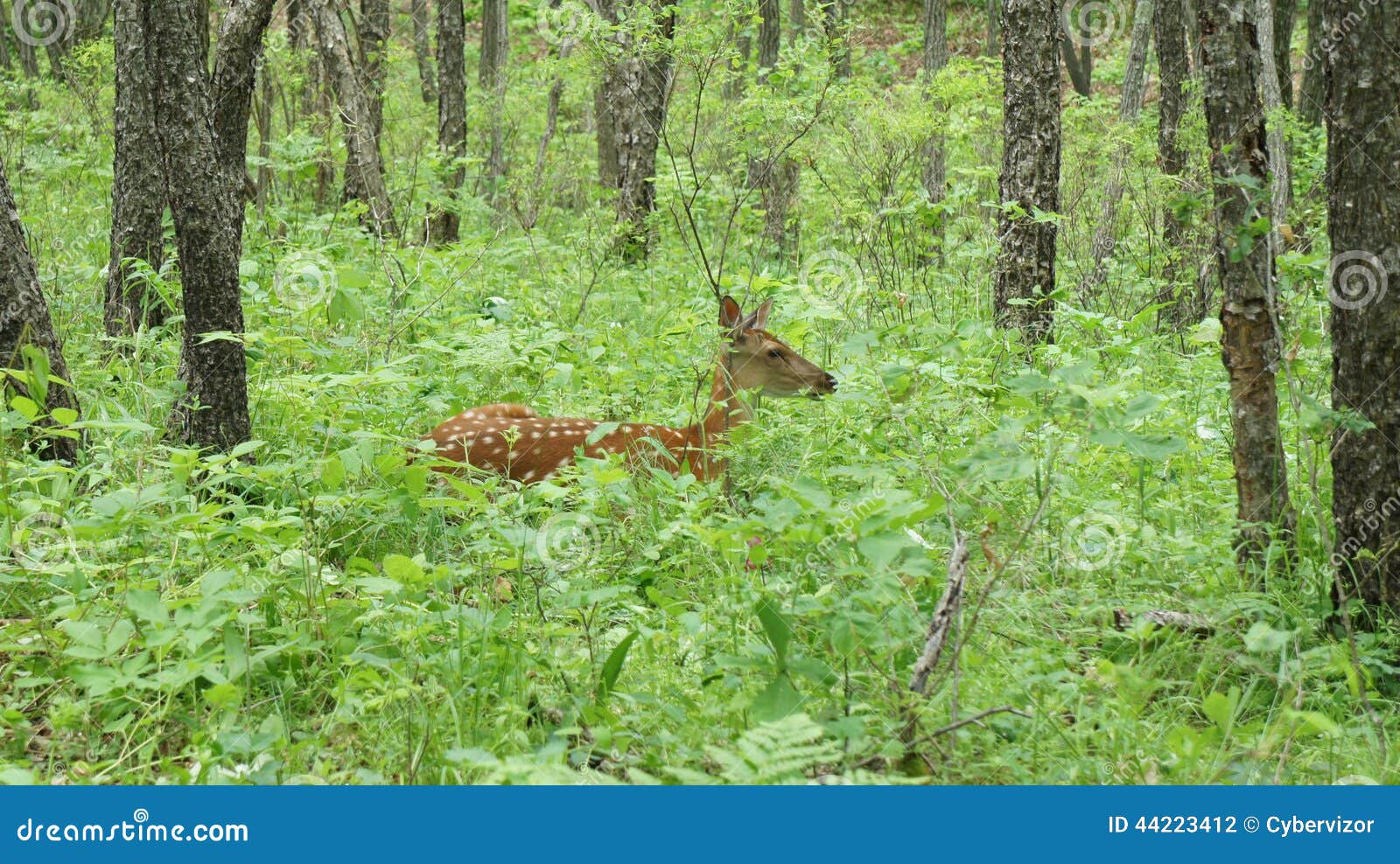 Spotty deer stock photo. Image of environment, trust - 44223412