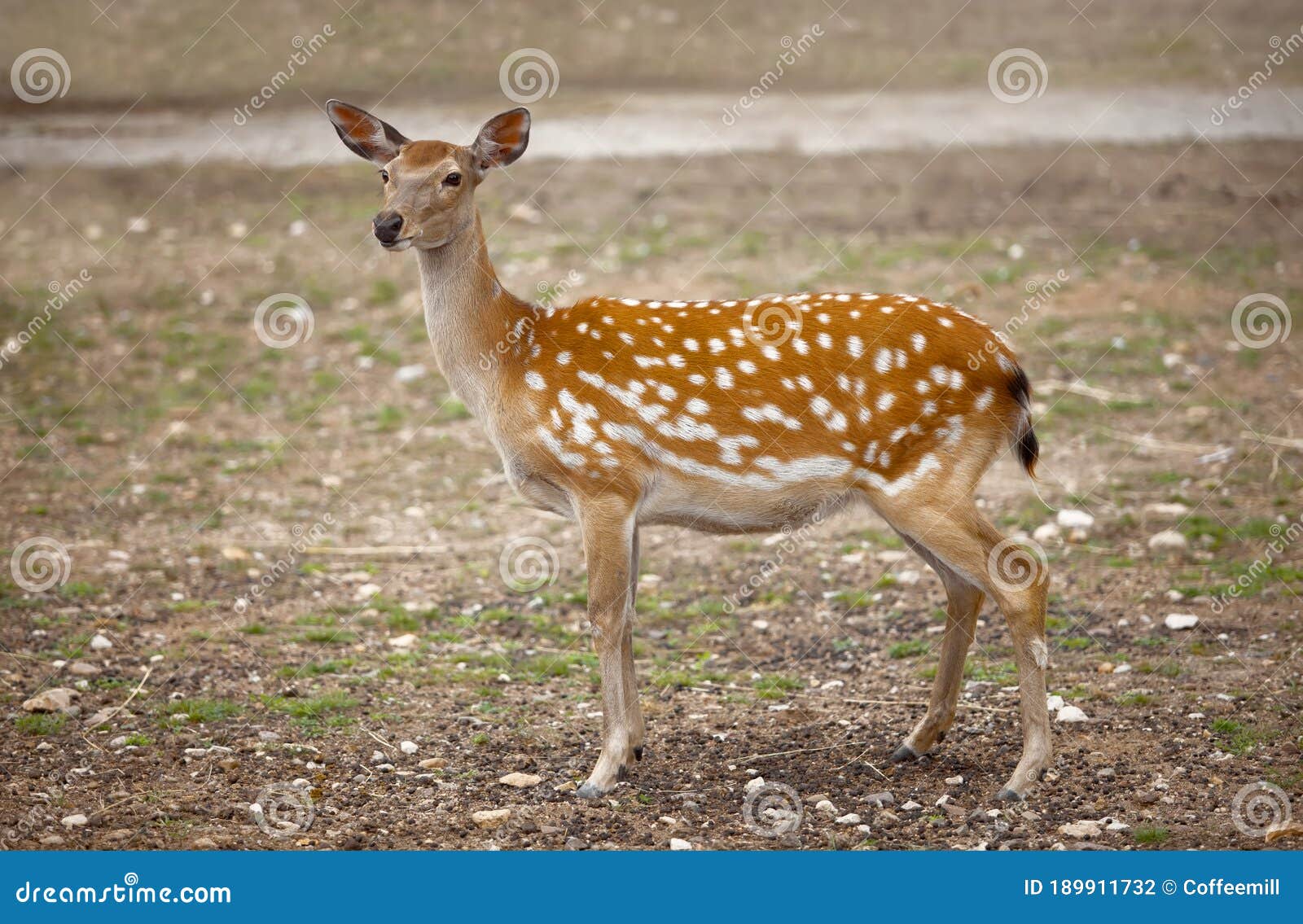 Spotty deer stock photo. Image of single, deer, animal - 189911732
